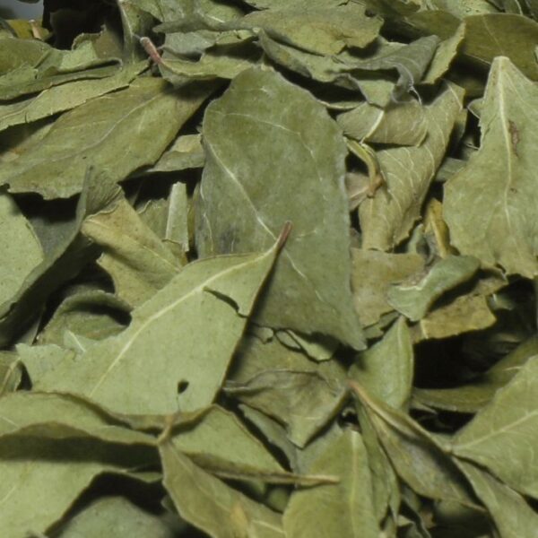 Fresh & Dry Curry Leaves Manufacturer & Wholesale Supplier
