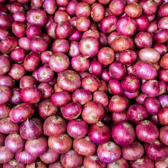 Fresh Onion Wholesale Supplier & Exporter