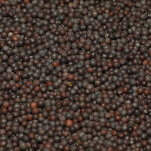 Musturd Wholesale Supplier & Manufacturer